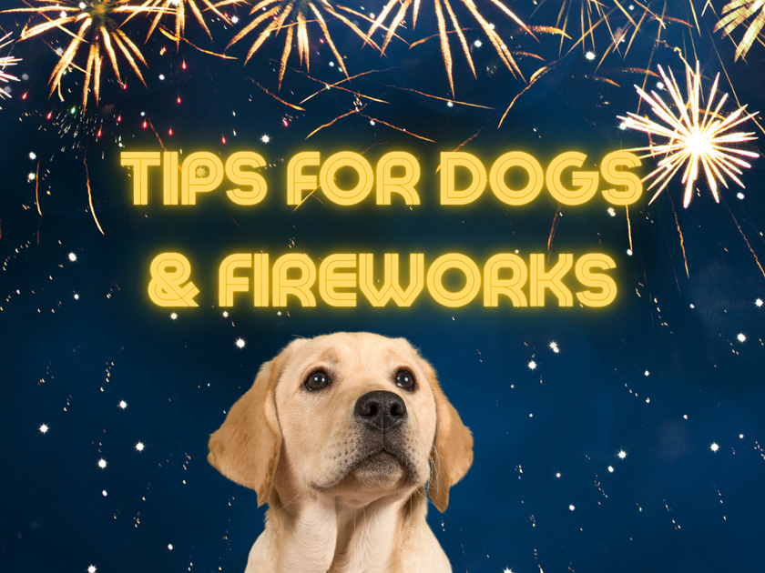Tips for dogs & fireworks – Muntjac Trading