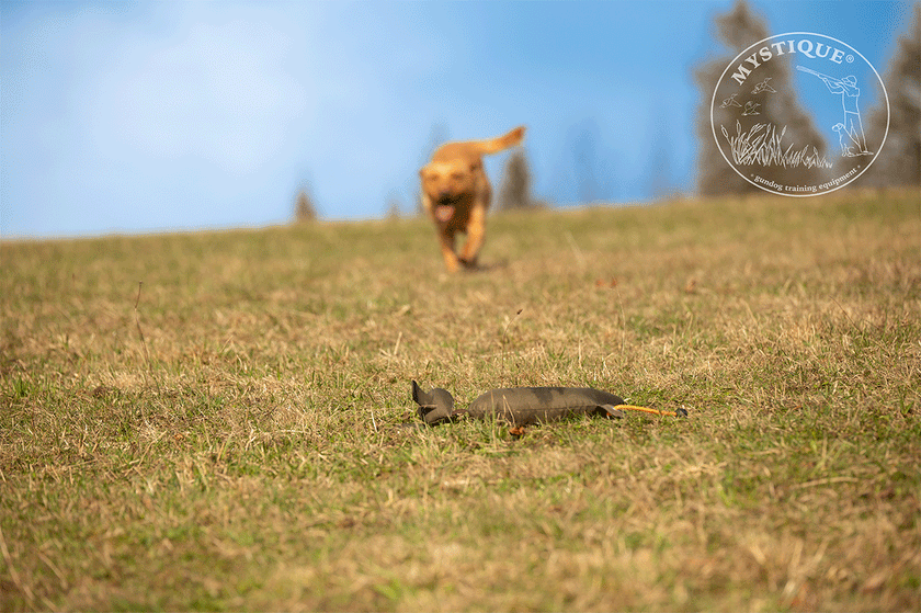 Gundog Dummies For Sale UK | Muntjac Trading