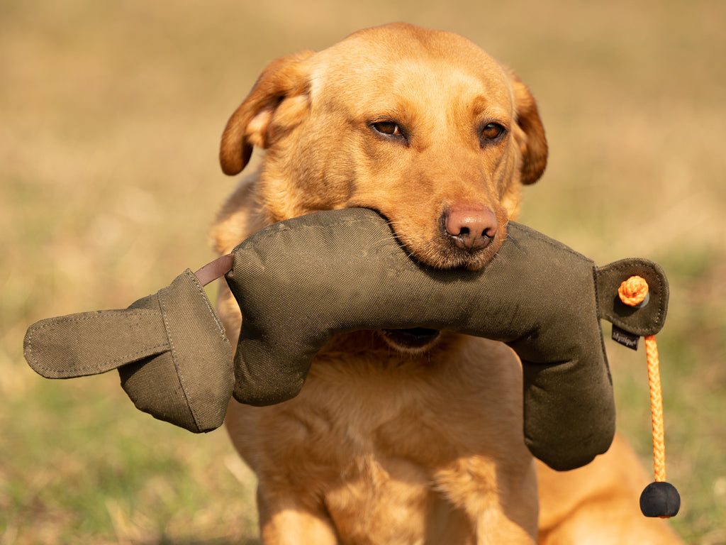 Mystique® Rabbit Dog Dummy – Muntjac Trading